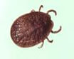 Tick Borne Diseases Course | CEUfast Nursing Continuing Education