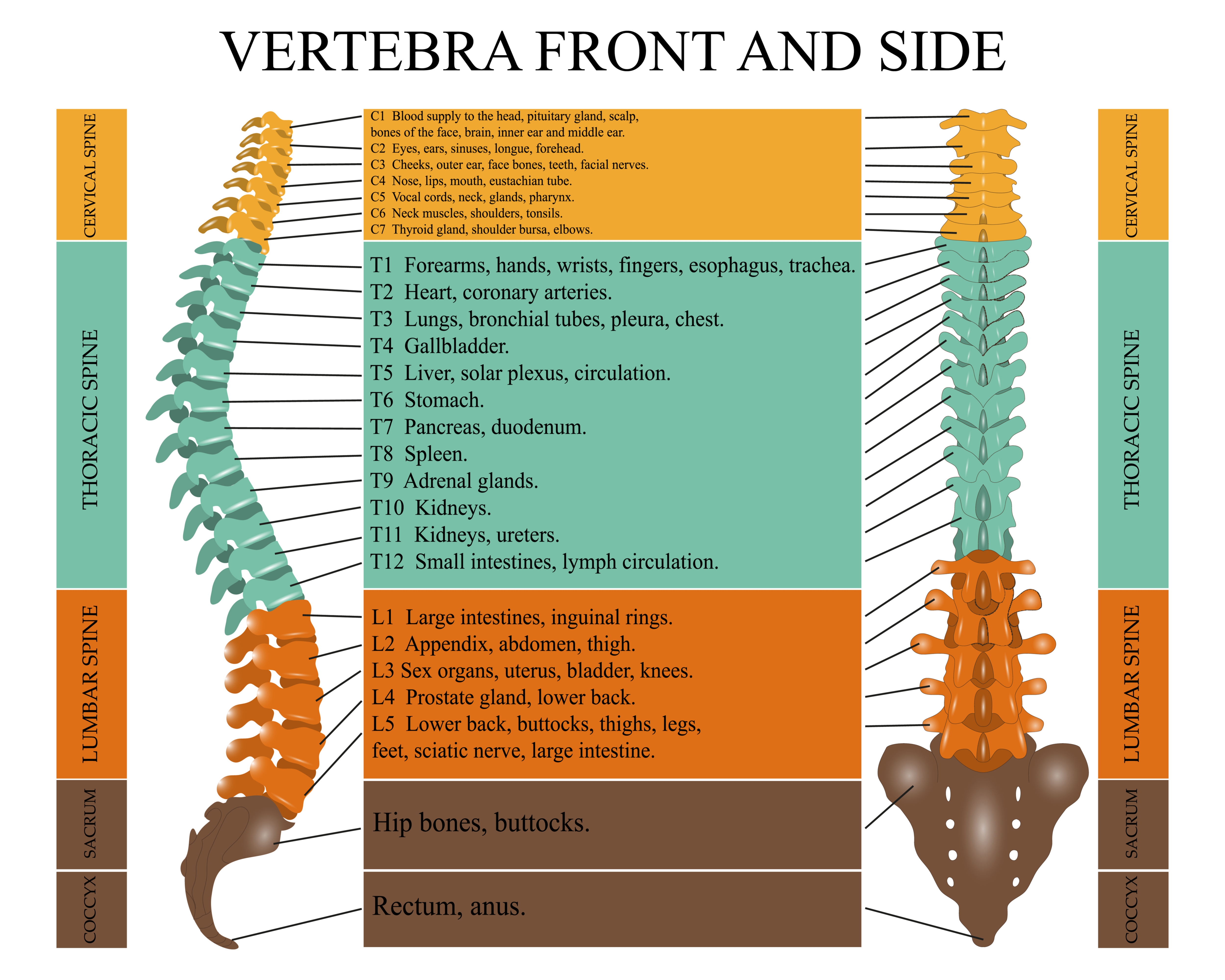 Cervical Spine Diagram Labeled Cervical Spine Diagram Labeled